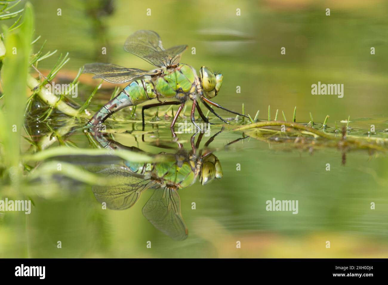 Emperor Dragonfly, Anax imperator, female laying eggs, ovipositing ...