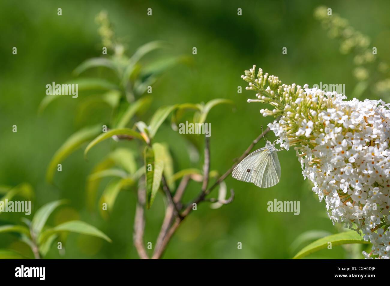 Cabbage white fly in meadow hi-res stock photography and images - Alamy