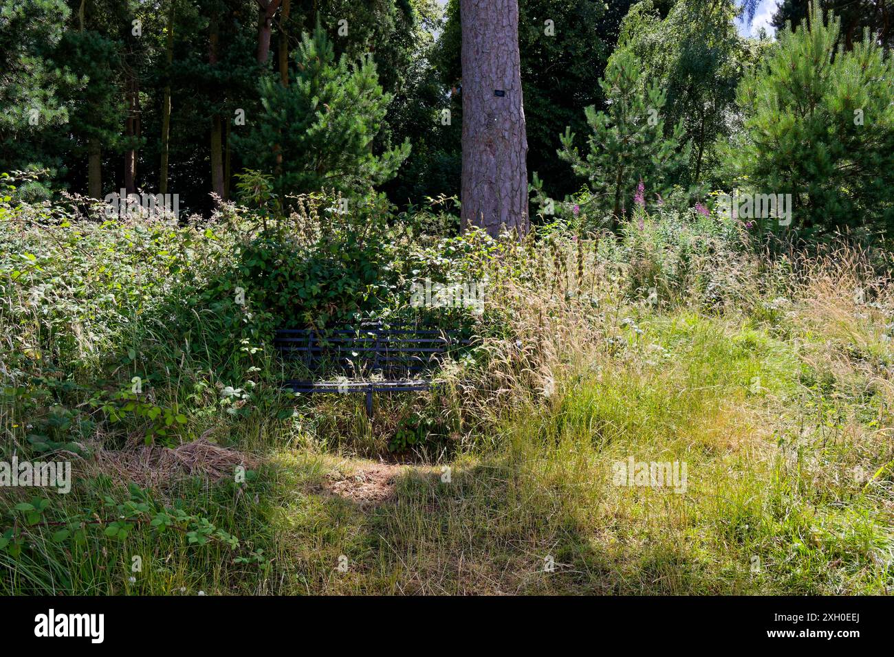 Overgrowing vegetation overtaking a metal bench on Folly Hill ...