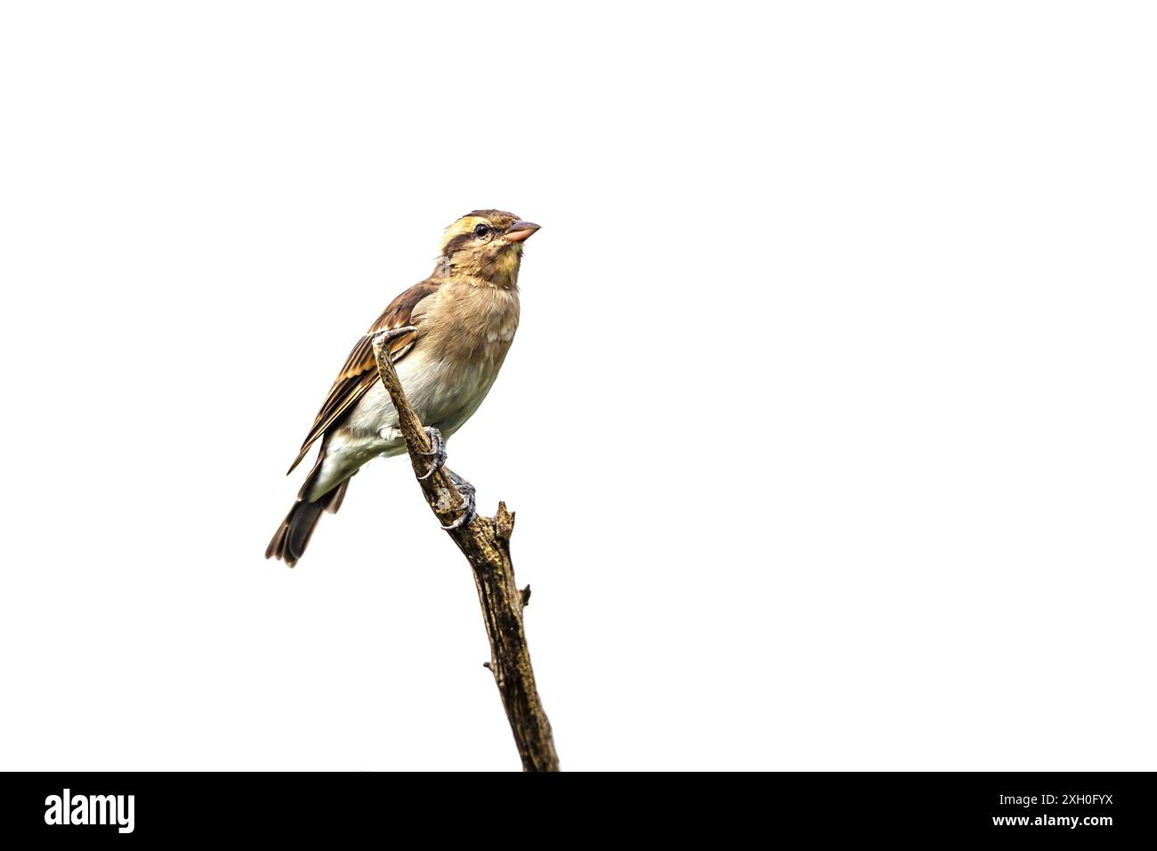 Yellow-throated Petronia isolated in white background in Kruger ...