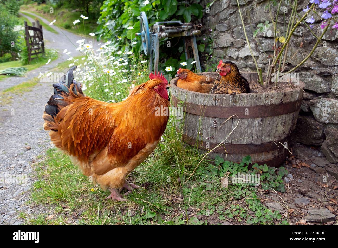 Cockerel rooster chickens chicken hens sitting in wooden barrel garden ...