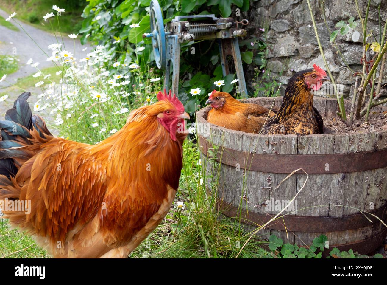 Cockerel rooster chickens chicken hens sitting in wooden barrel garden ...