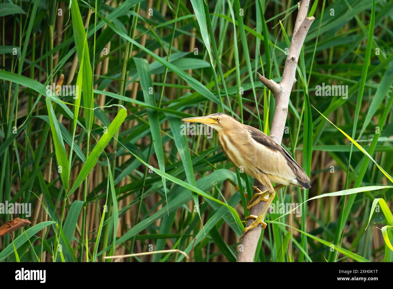 Bittern bird hi-res stock photography and images - Alamy