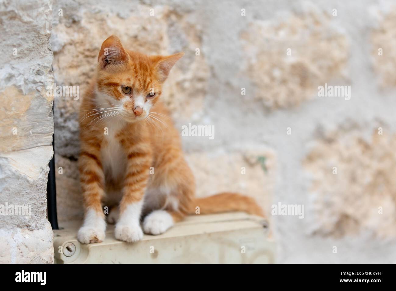 Small ginger red stray cat sitting near the ancient wall of Kotor ...
