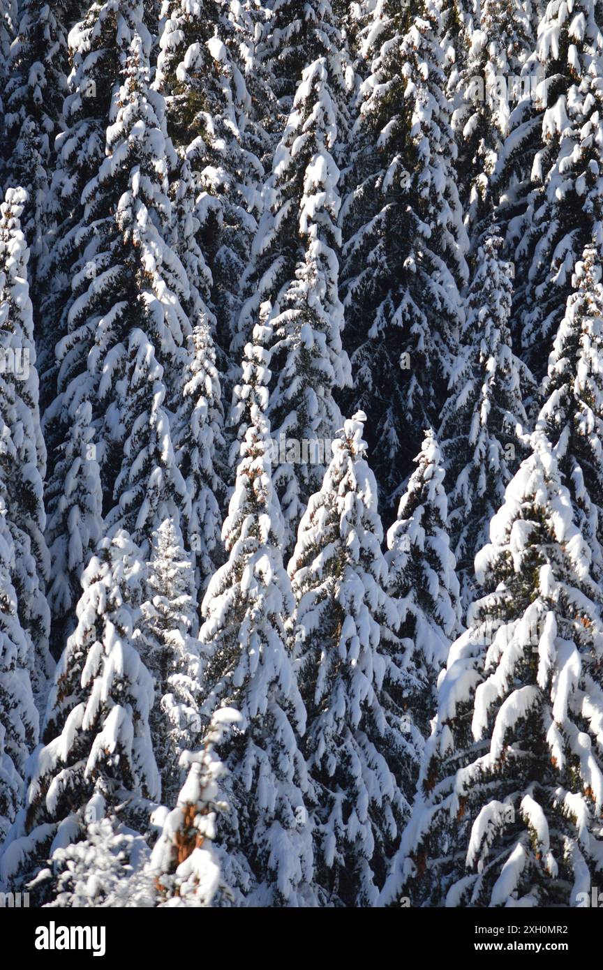 tree under snow winter cold wild landscape vertical Stock Photo - Alamy