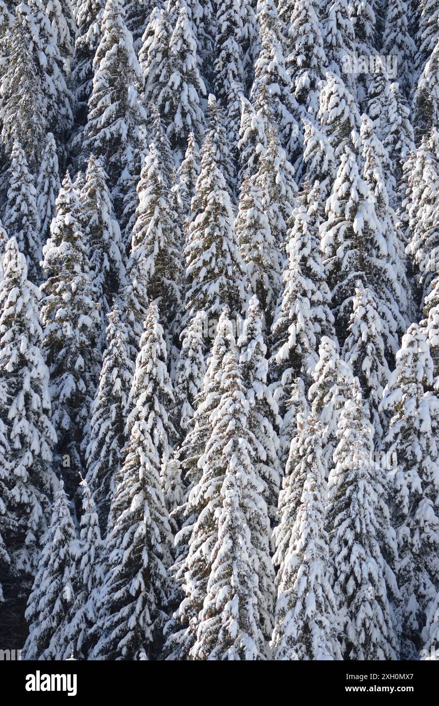 tree under snow winter cold wild landscape vertical Stock Photo - Alamy
