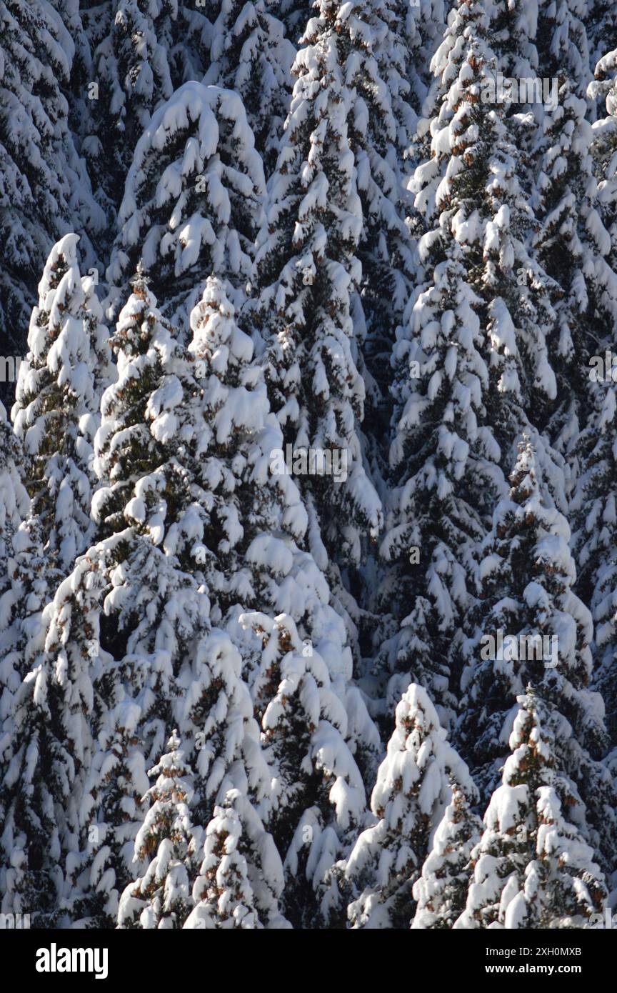 tree under snow winter cold wild landscape vertical Stock Photo - Alamy