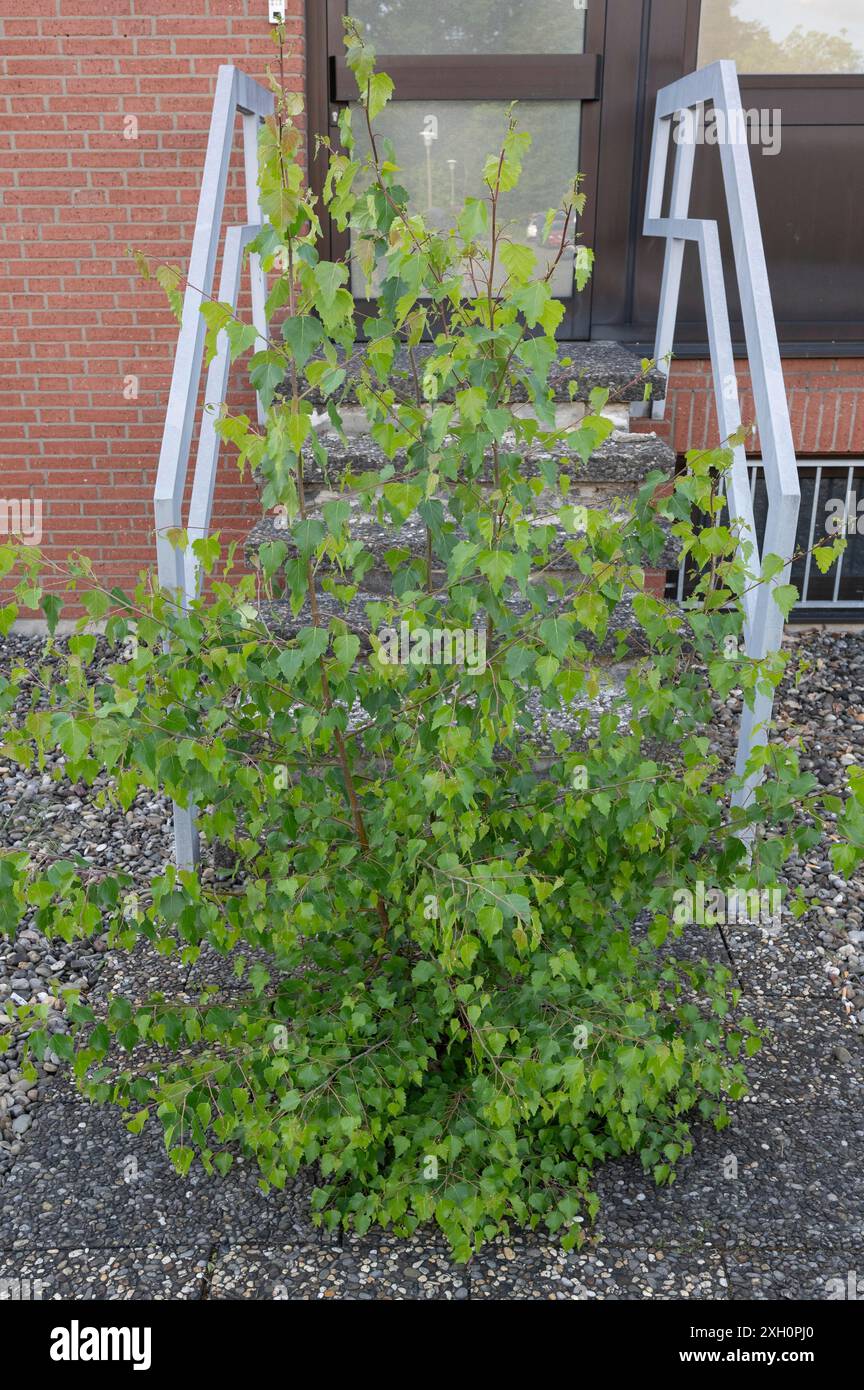 Wild birch tree in front of an entrance staircase, Bavaria, Germany ...