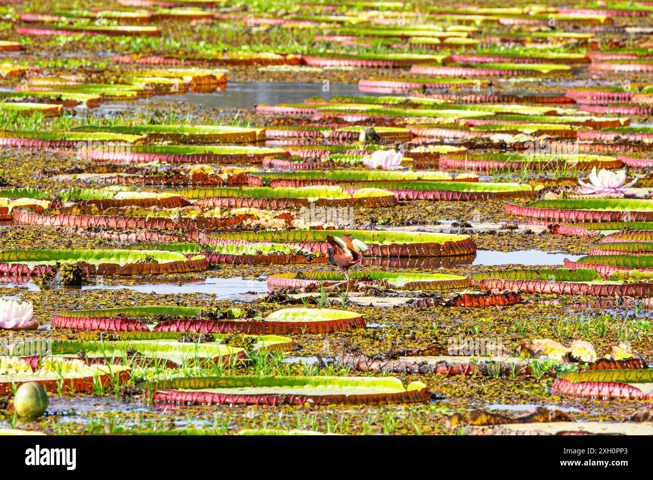 Giant water lily (Victoria amazonica) Pantanal Brazil Stock Photo - Alamy
