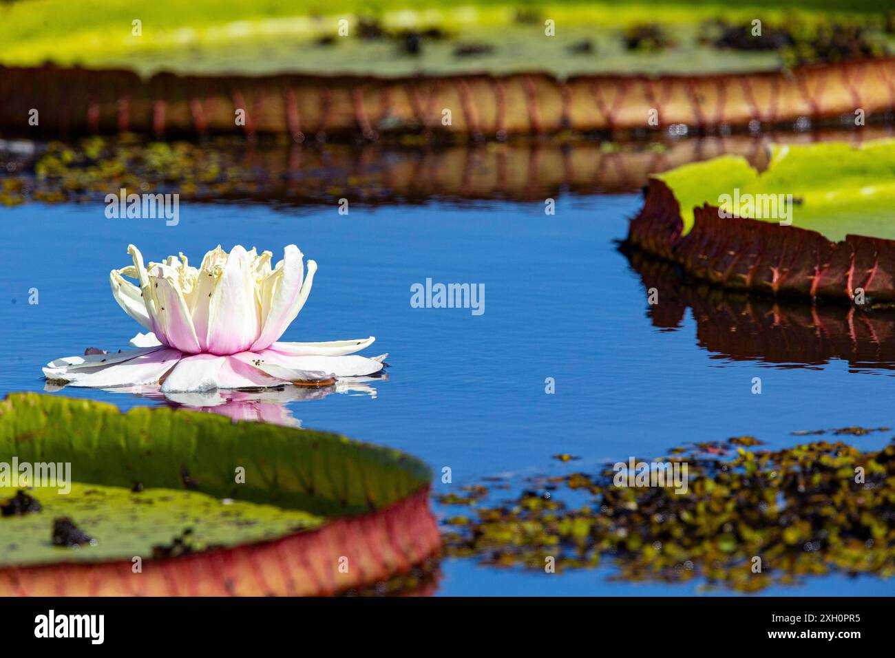 Giant water lily (Victoria amazonica) Pantanal Brazil Stock Photo - Alamy