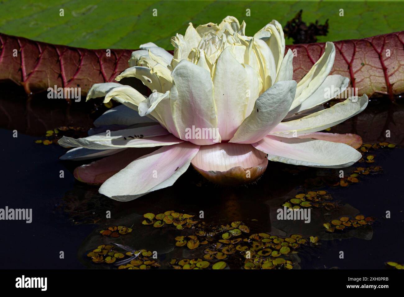 Giant water lily (Victoria amazonica) Pantanal Brazil Stock Photo - Alamy