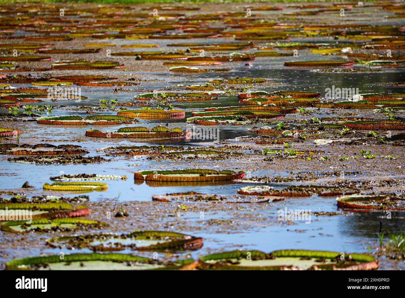 Giant water lily (Victoria amazonica) Pantanal Brazil Stock Photo - Alamy