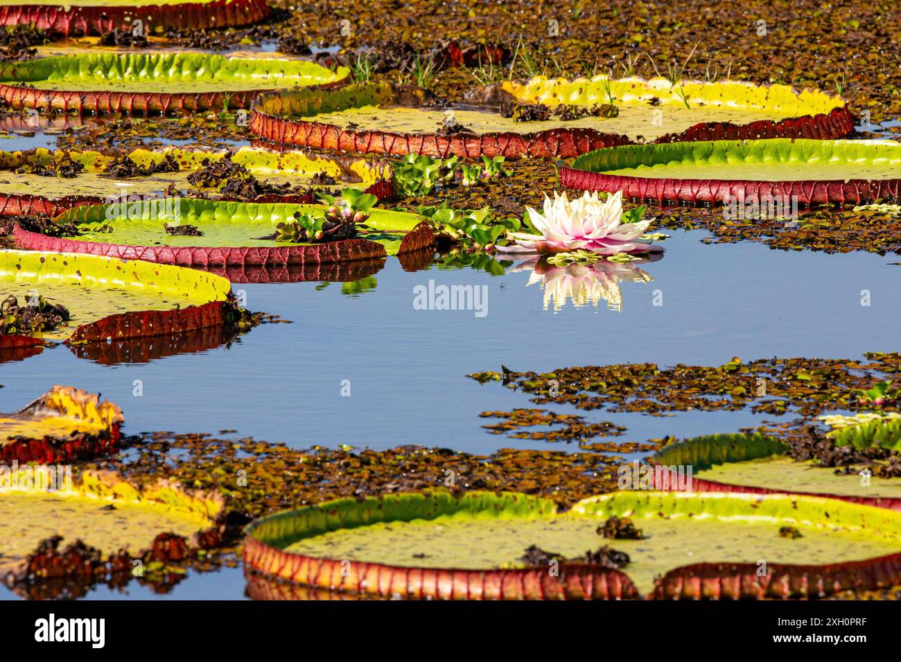 Giant water lily (Victoria amazonica) Pantanal Brazil Stock Photo - Alamy
