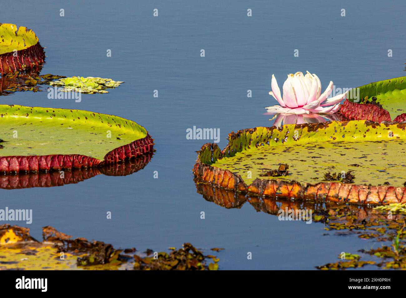 Giant water lily (Victoria amazonica) Pantanal Brazil Stock Photo - Alamy