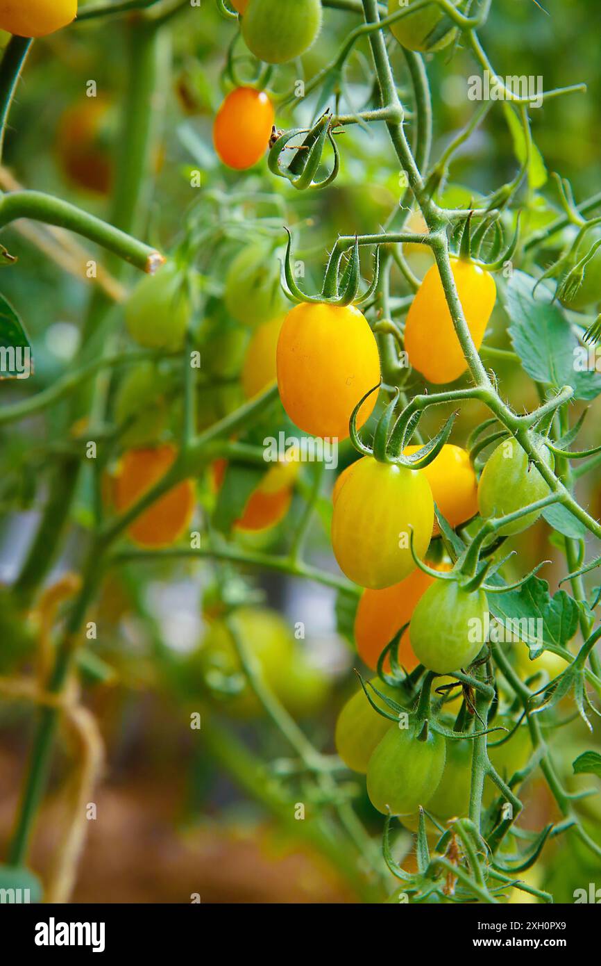 A tomato plant with clusters of yellow and green tomatoes in a garden ...