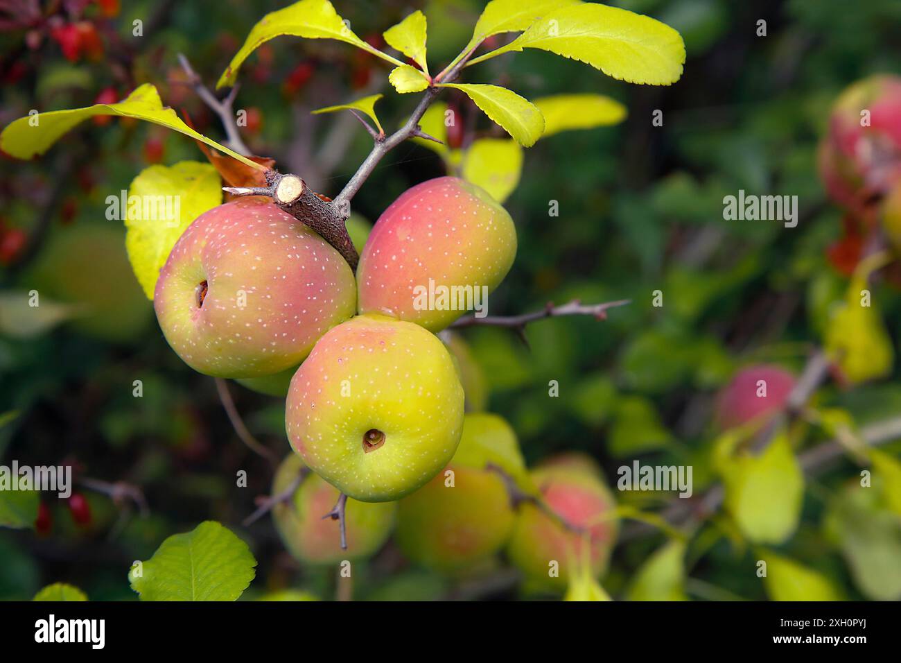 Three apples (Cydonia) on a branch surrounded by green leaves in a ...