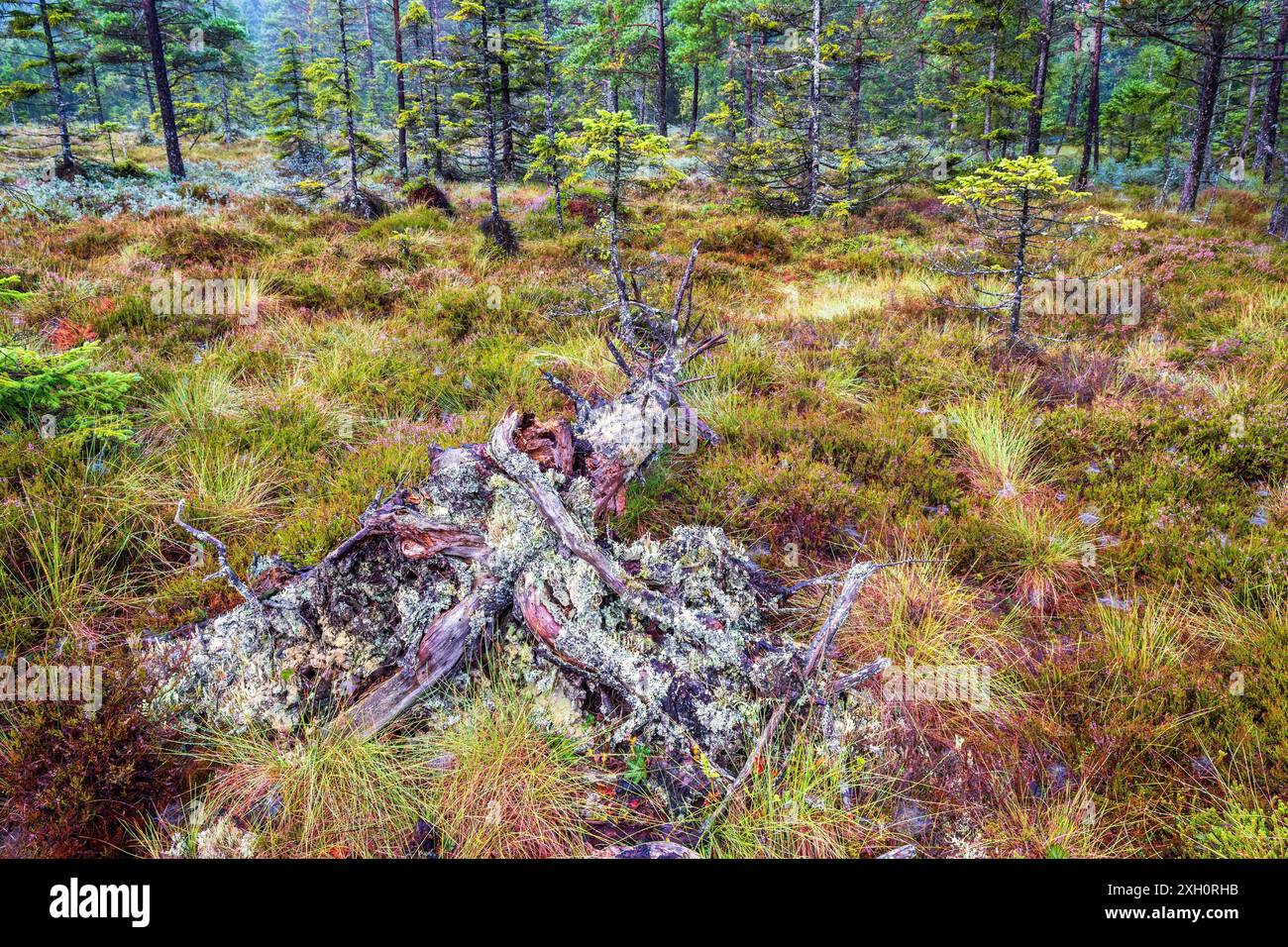 Rotten and fallen tree hi-res stock photography and images - Alamy