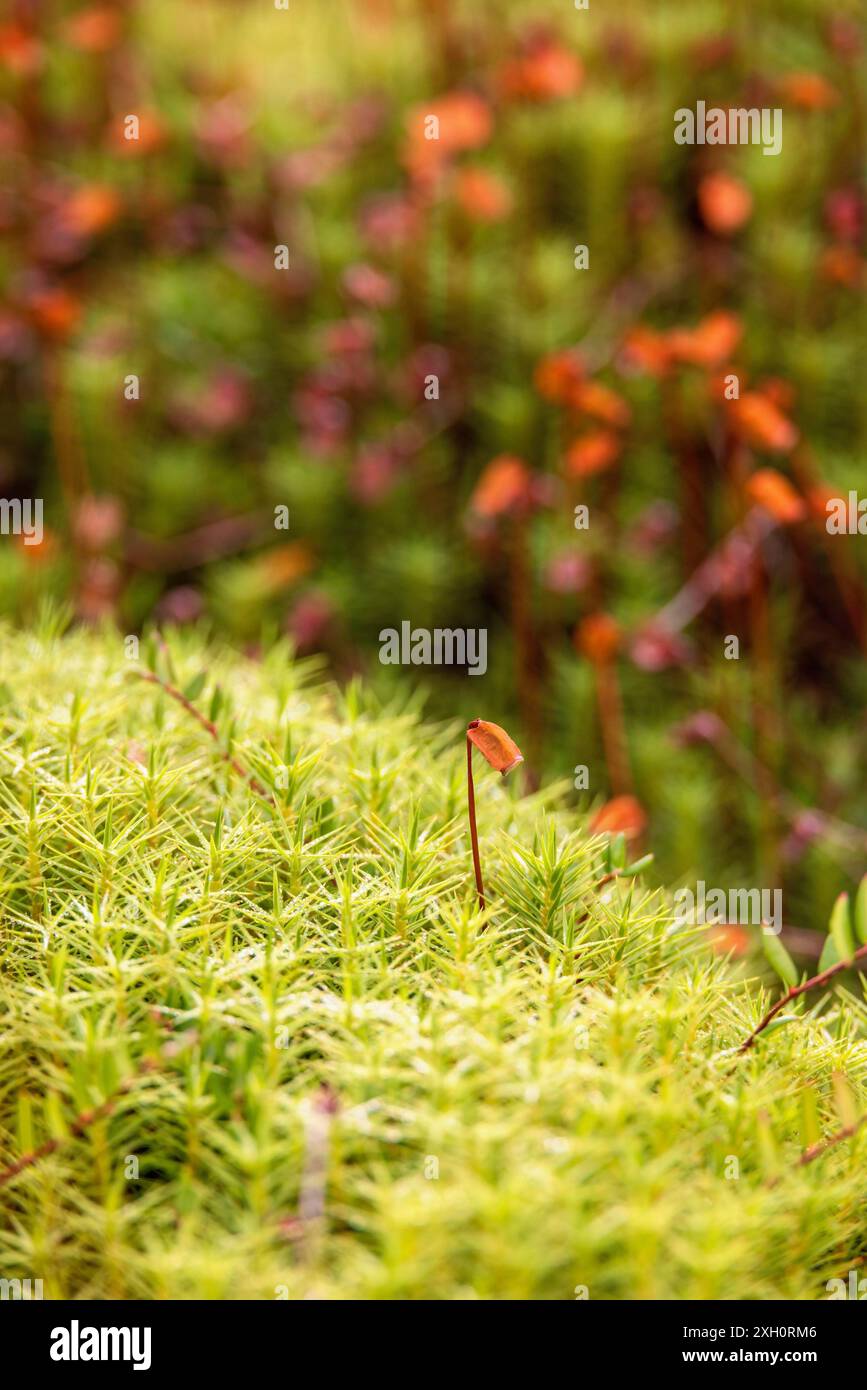 Polytrichum capsule hi-res stock photography and images - Alamy