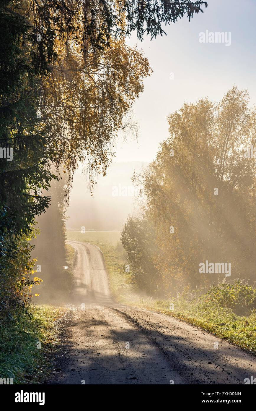 Dirt road in a deciduous forest with sun rays shining through the ...