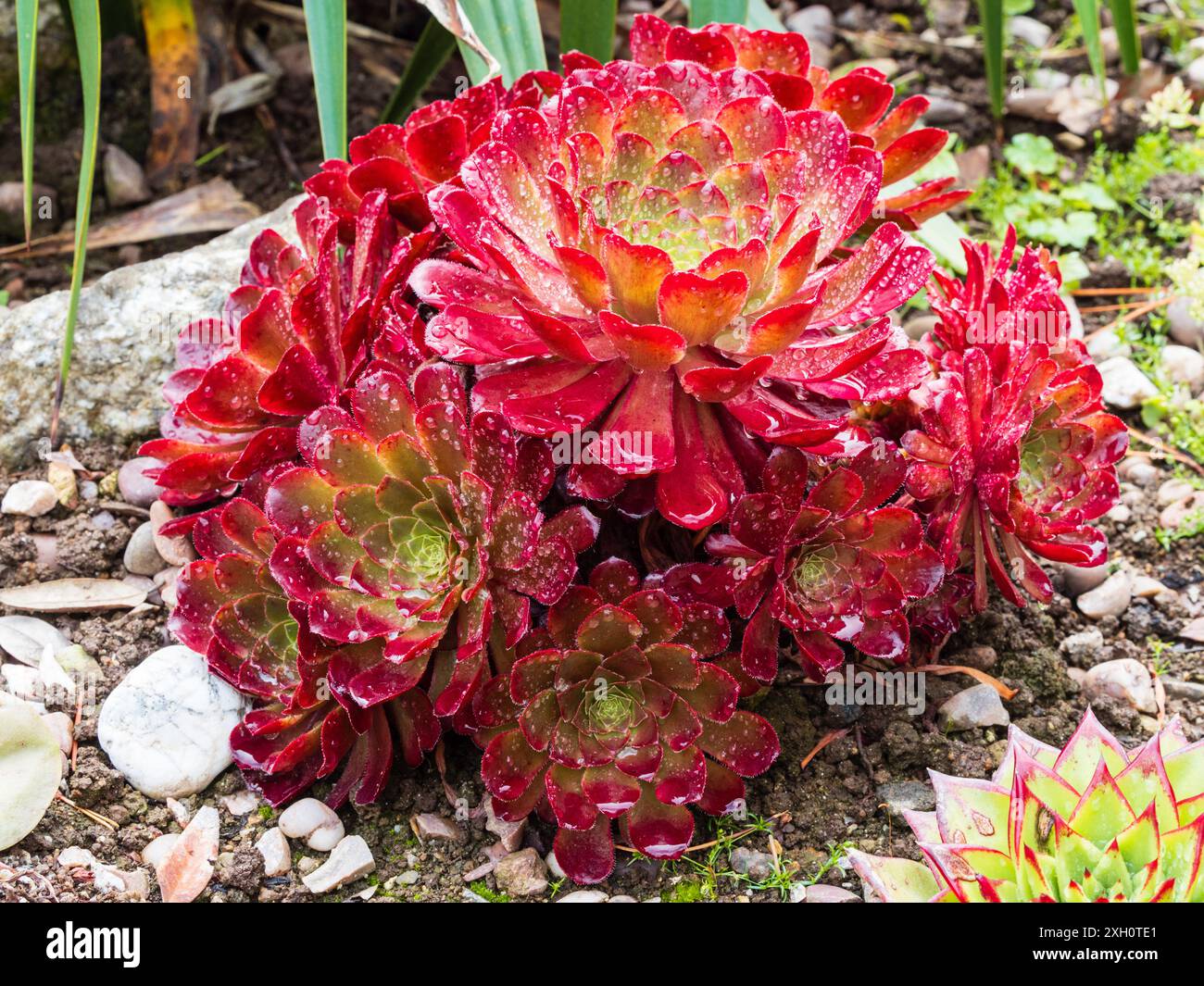 Fleshy foliage in the rosette of the frost tender Sempervivum x Aeonium ...