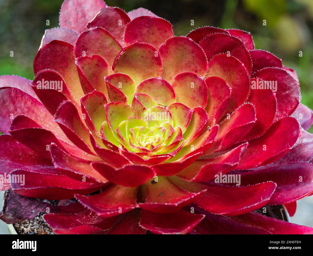 Fleshy foliage in the rosette of the frost tender Sempervivum x Aeonium ...