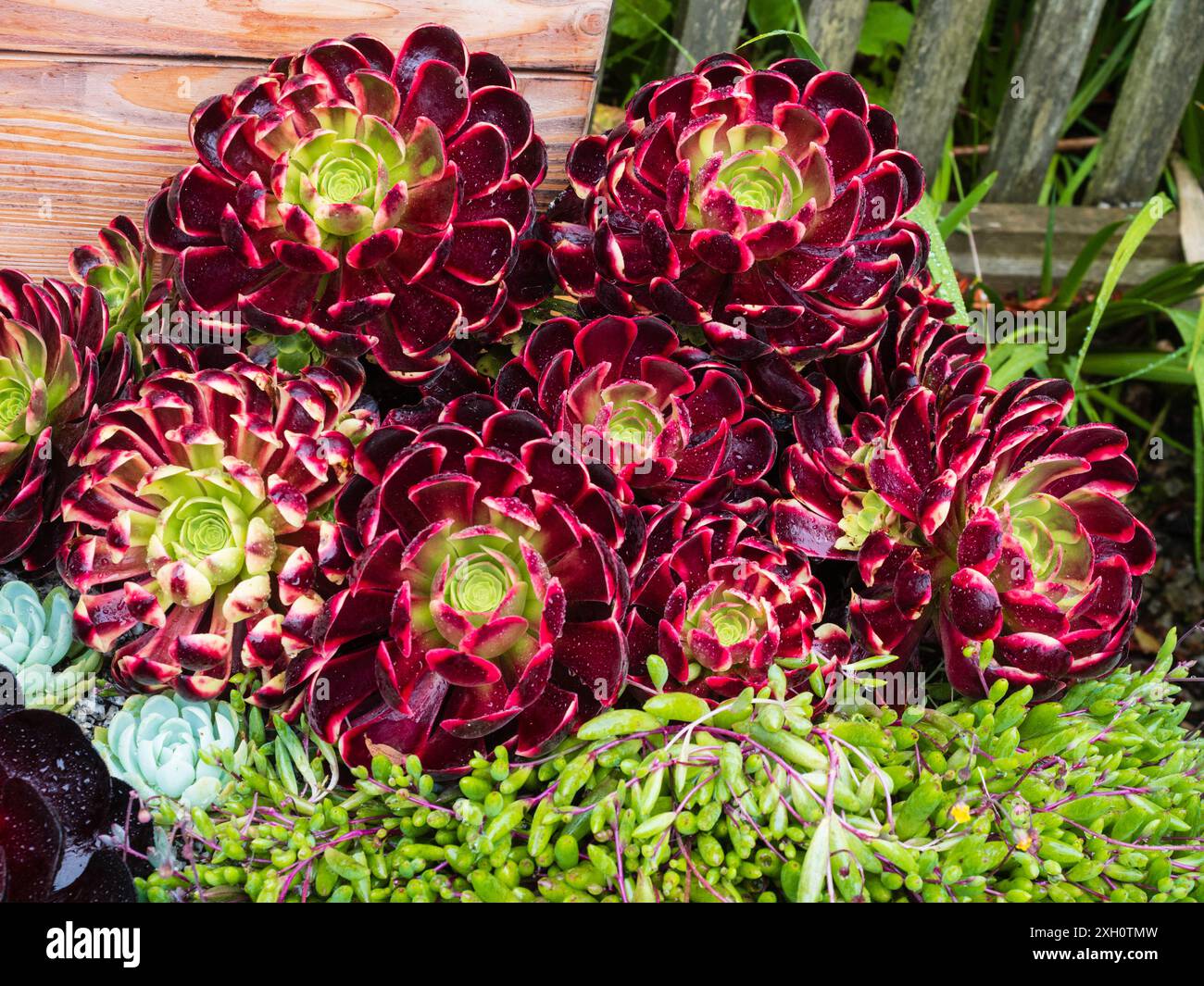 Pale edged red fleshy leaves in the branching rosettes of the ...