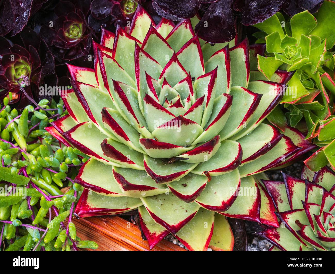 Red edged, pointed fleshy foliage in a tight rosette of the frost ...