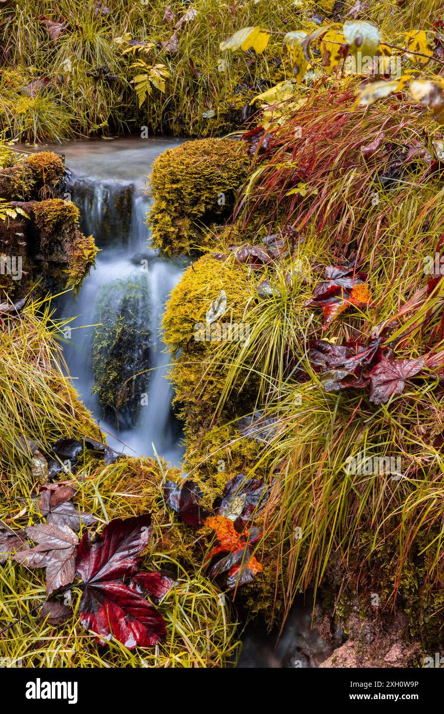 Small brook in the Magic Forest near Ramsau in Berchtesgadener Land ...