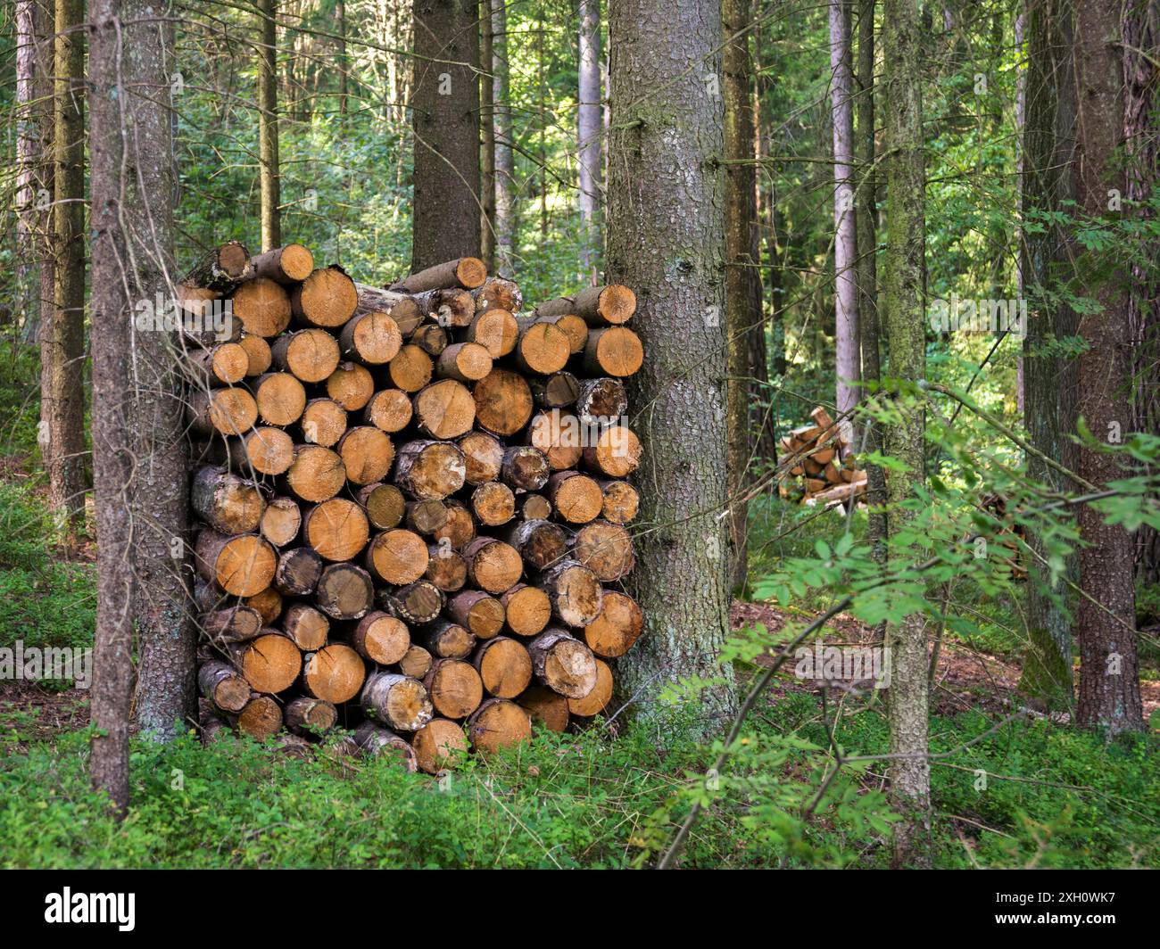 Stored log hi-res stock photography and images - Alamy