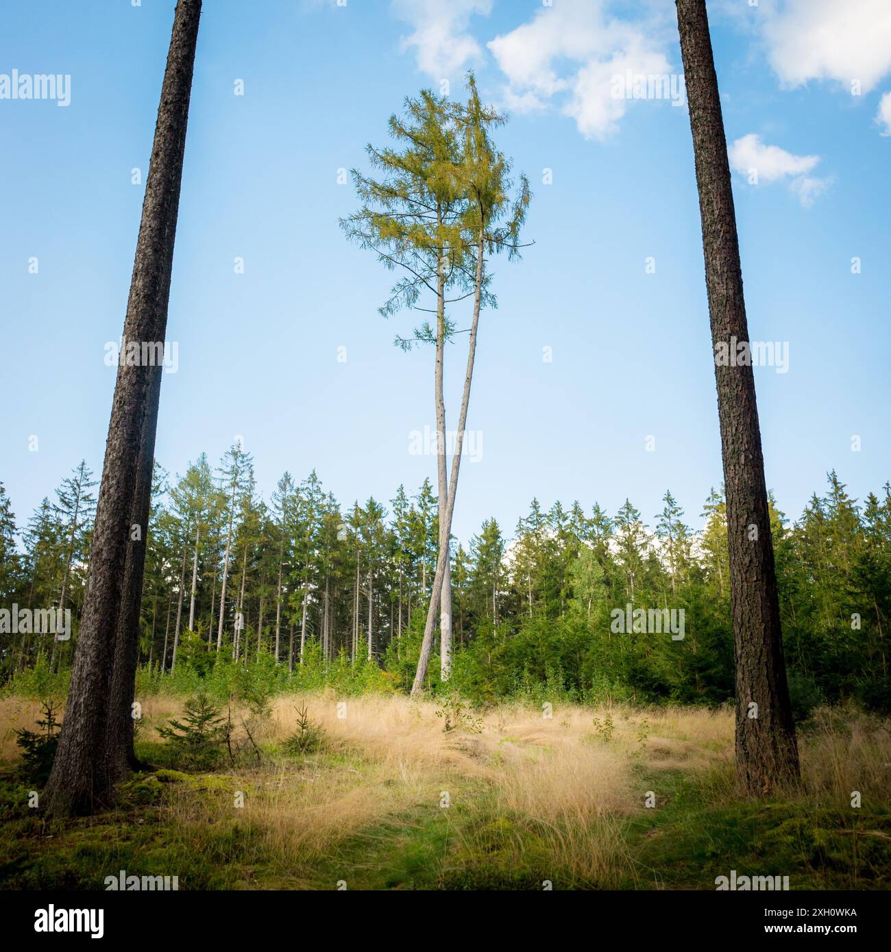 Two larch trees stand together in the woodland Stock Photo - Alamy