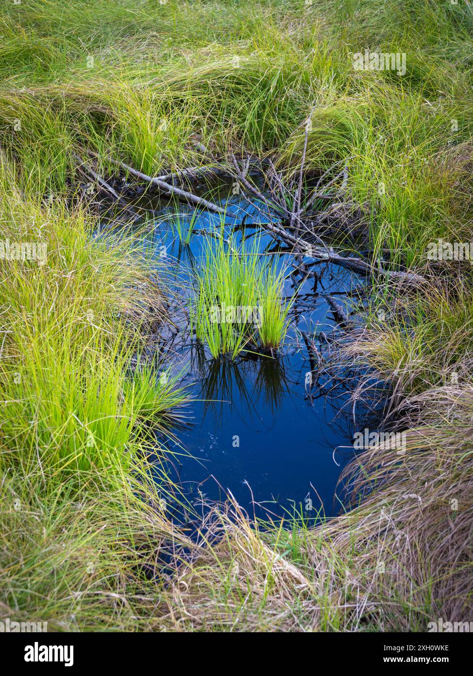 Small pond at mooring swamp in Austria Stock Photo - Alamy