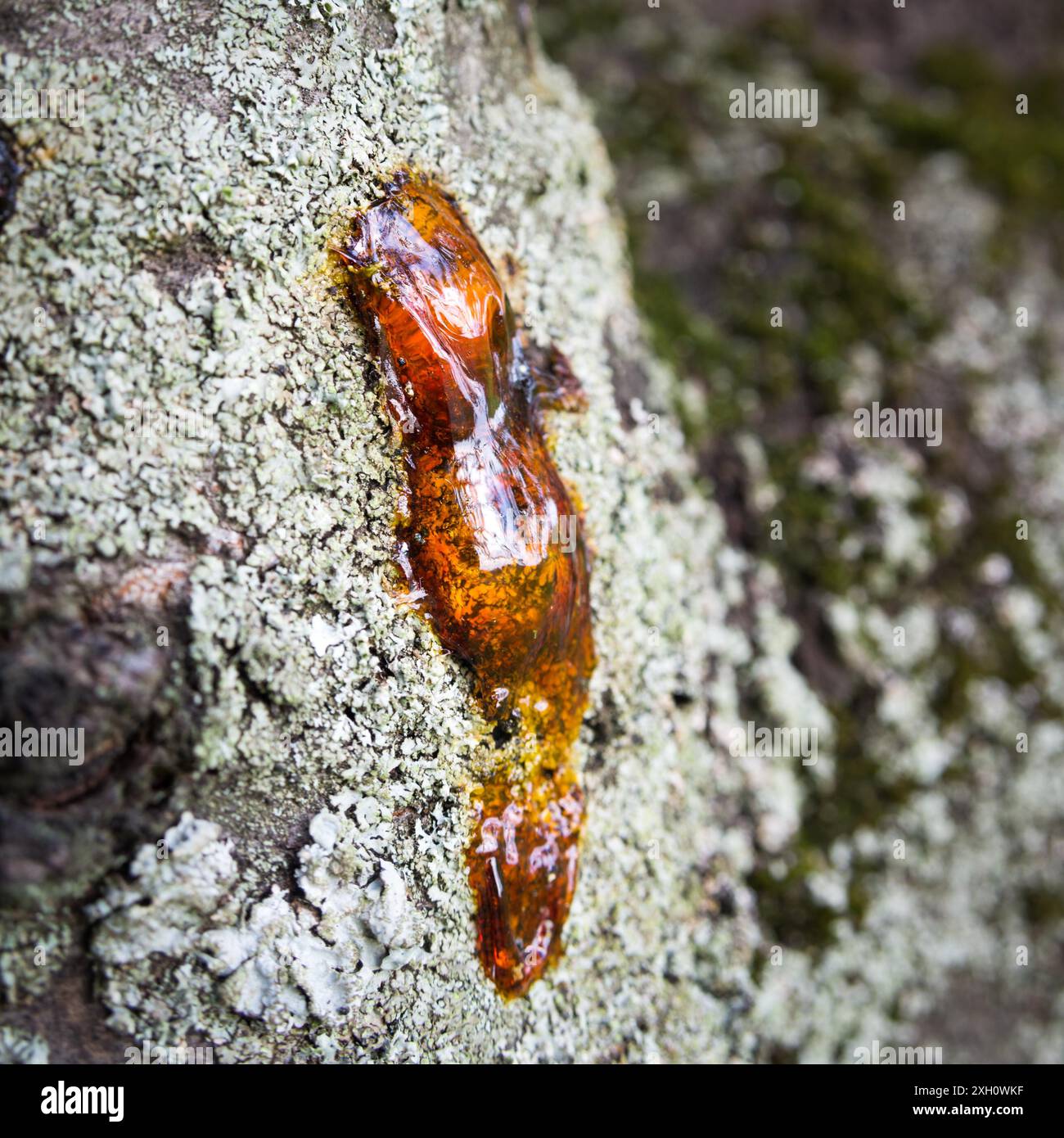 Cherry tree sap hi-res stock photography and images - Alamy