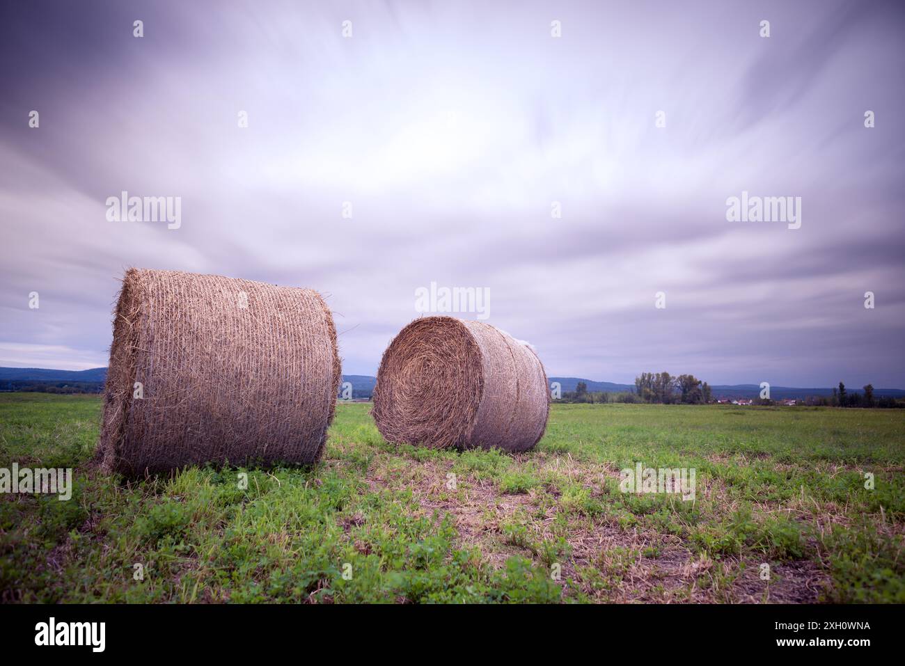 Long hay hi-res stock photography and images - Alamy