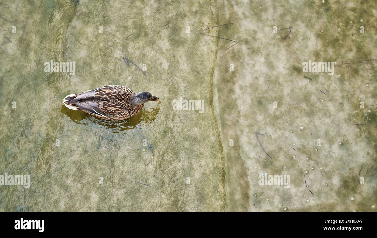 Aerial photograph of a duck in the water on the German Baltic Sea coast ...