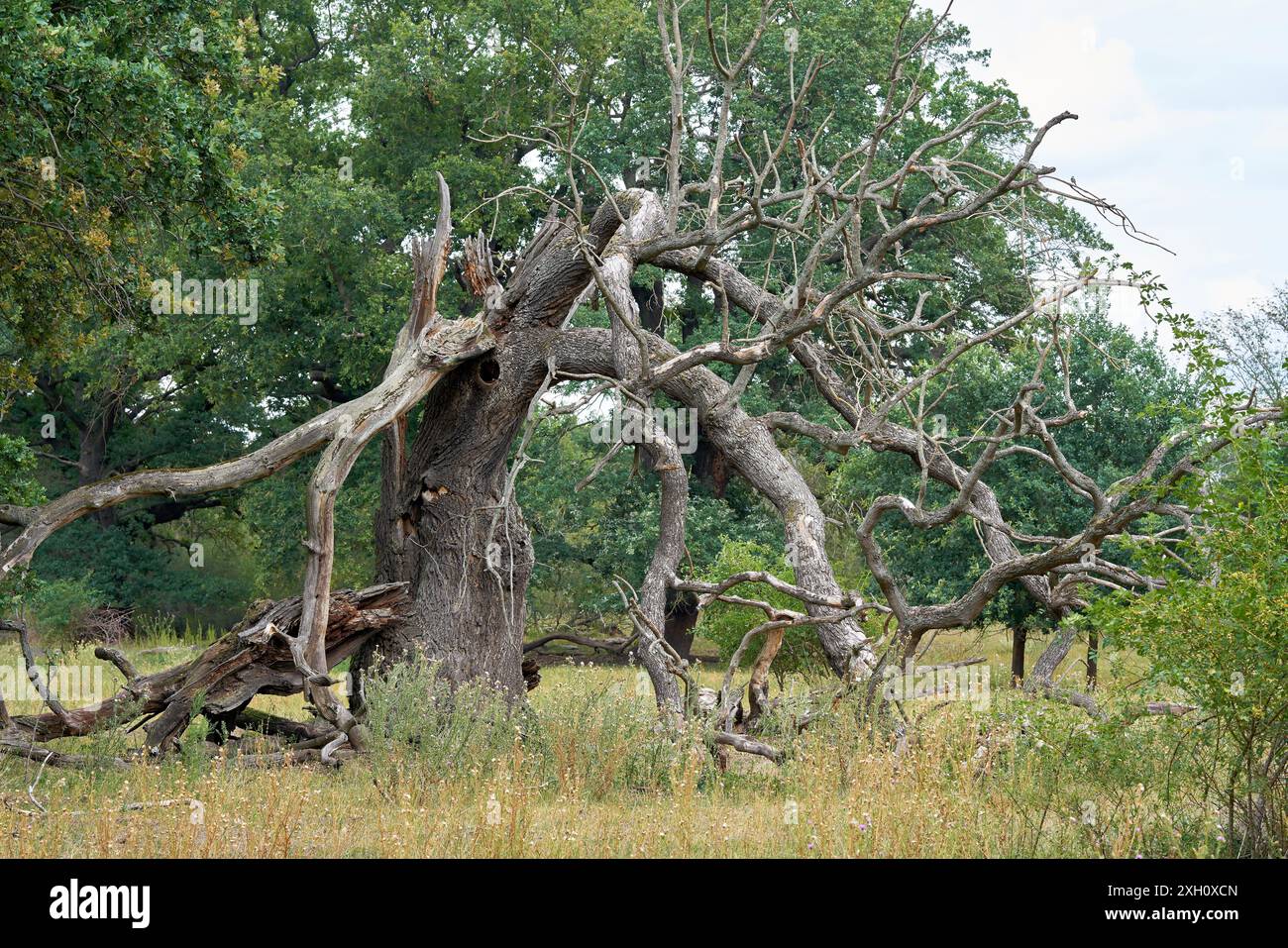 Dead old oak tree in Herrenkrug Park on the Elbe near Magdeburg Stock ...