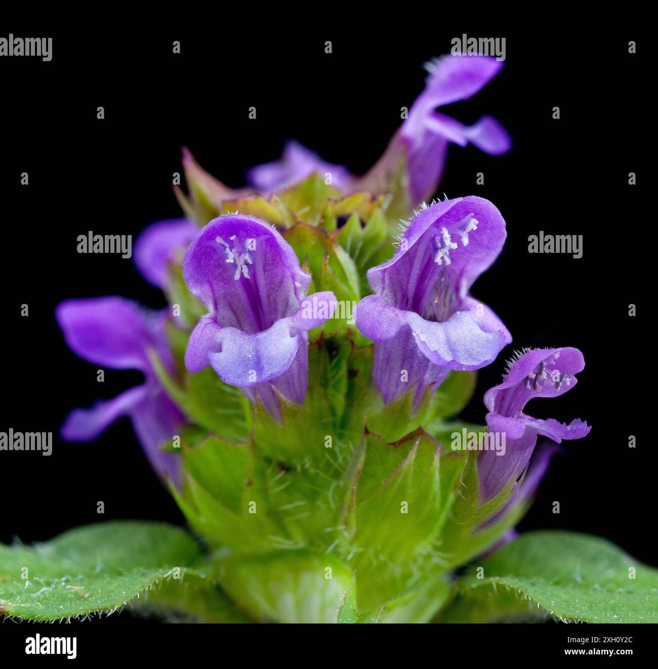 Heal-All, Prunella vulgaris, self heal Stock Photo - Alamy