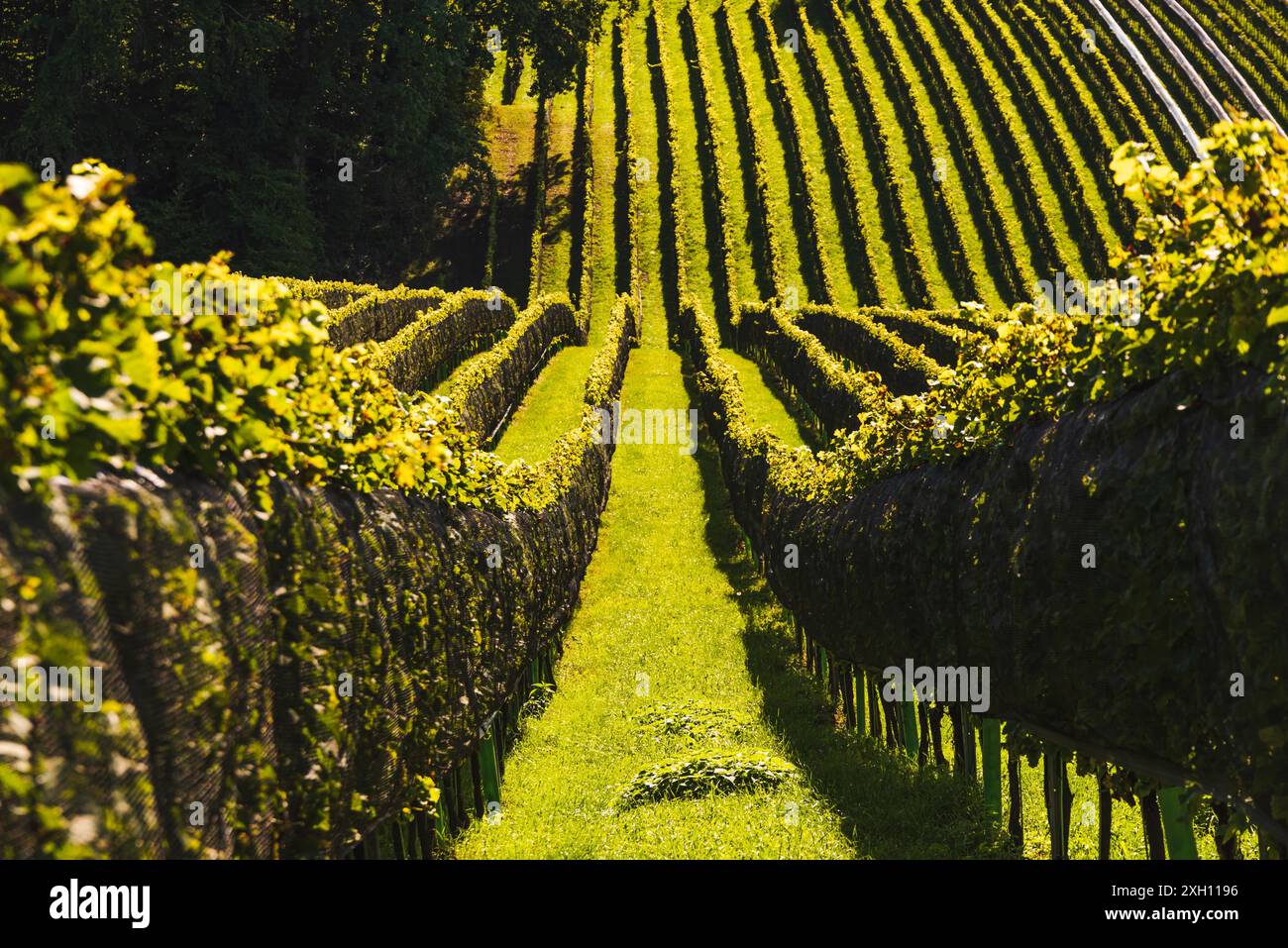 Crops of grape vine saw from wine route on Austria, Slovenia border ...