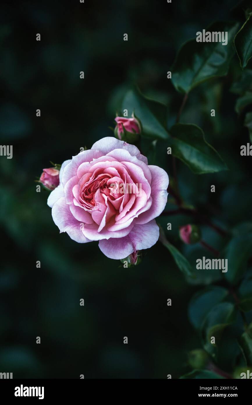 Pink rose in dark evening garden, Pirouette Rose dusty pink flower with ...