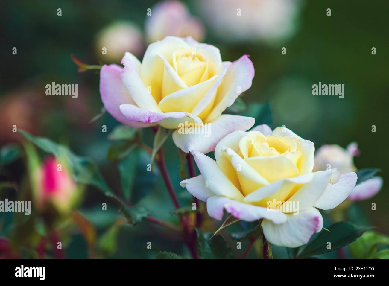 Music Box rose elegant double blossoms with creamy yellow centers and ...