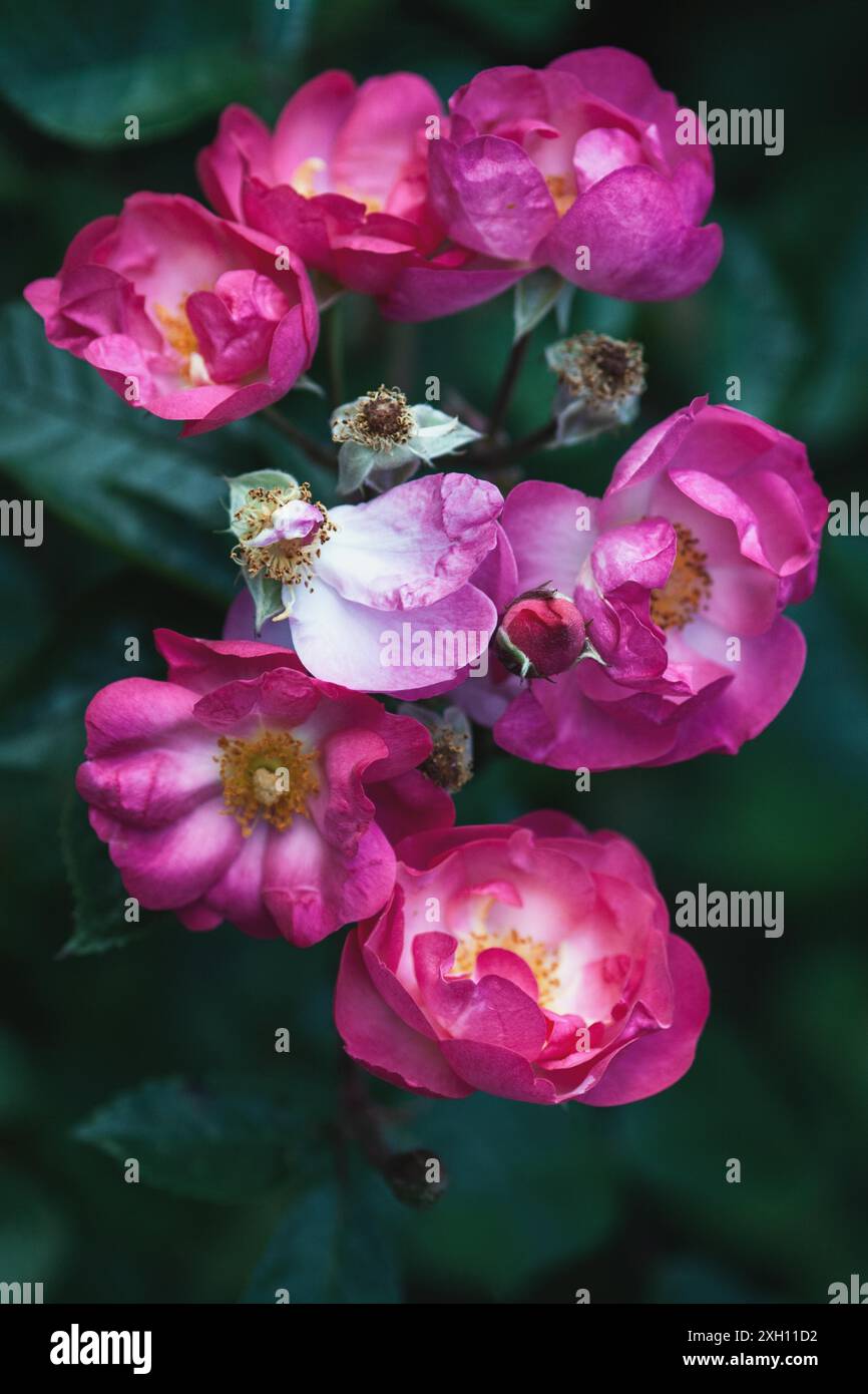 Fleurette rose hi-res stock photography and images - Alamy