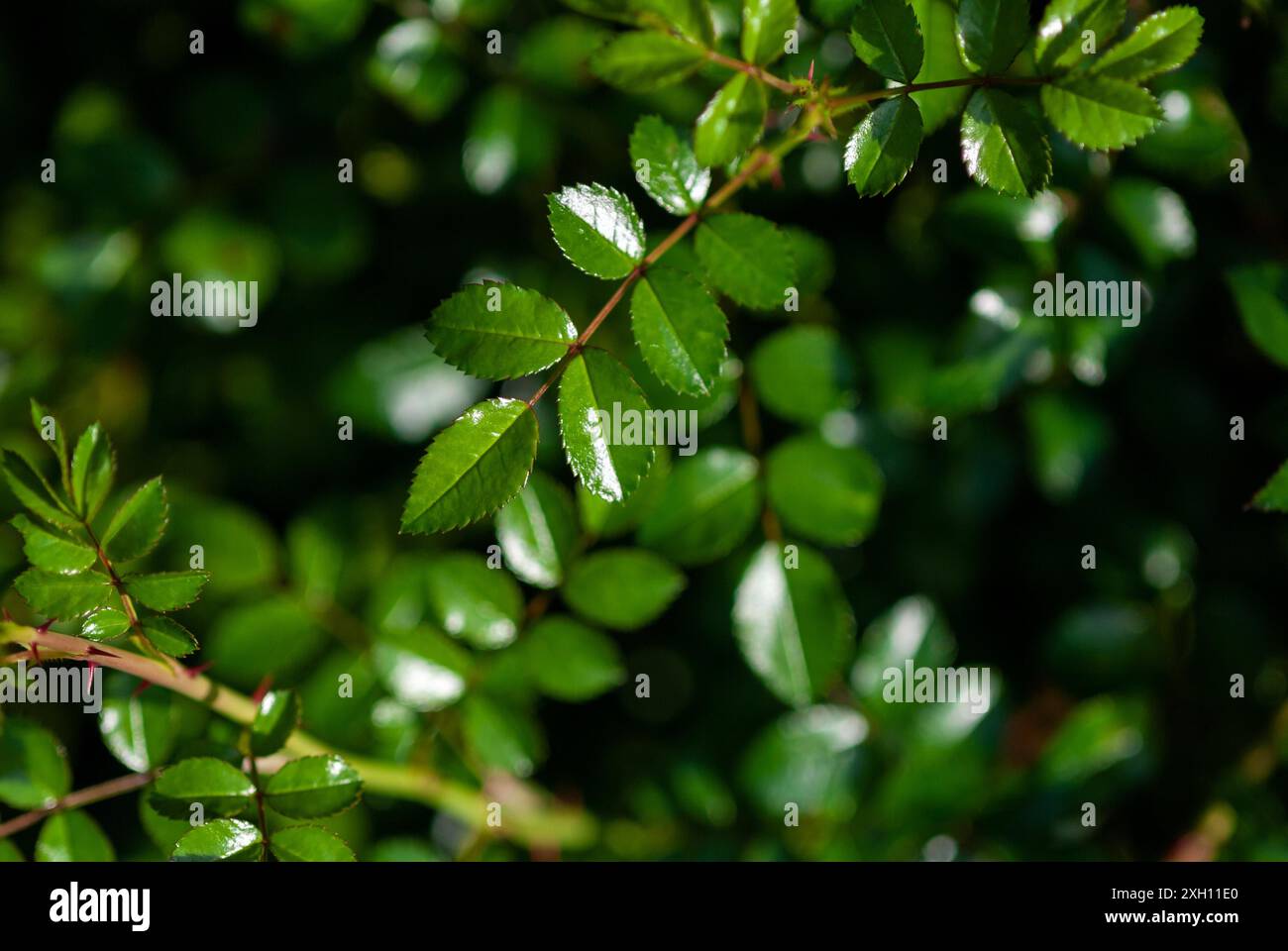 Dark green glossy leaves of ground cover roses Stock Photo - Alamy