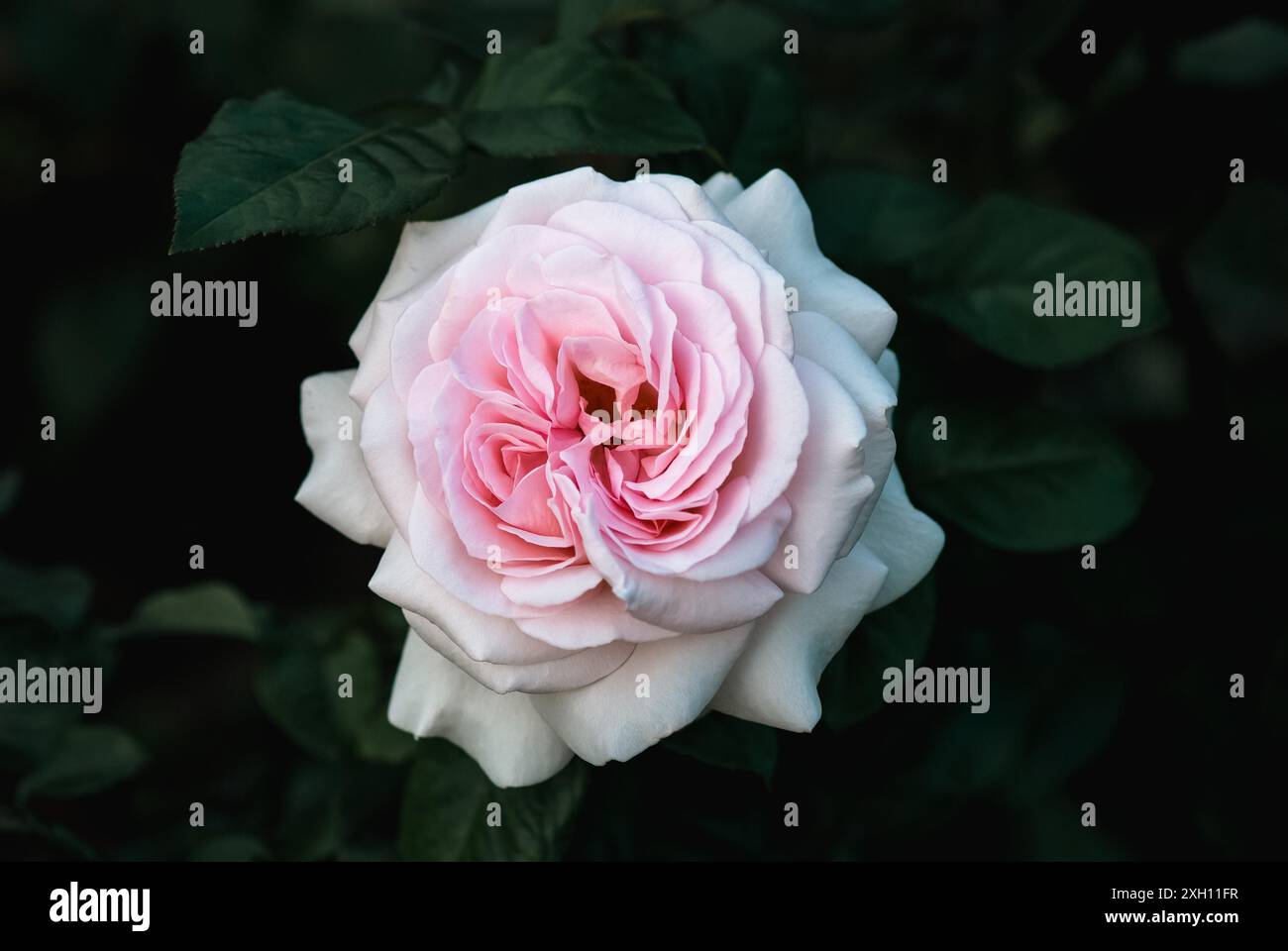 Rosa Francis Meilland, Prince Jardinier, pink rose Alexandre Pouchkine ...