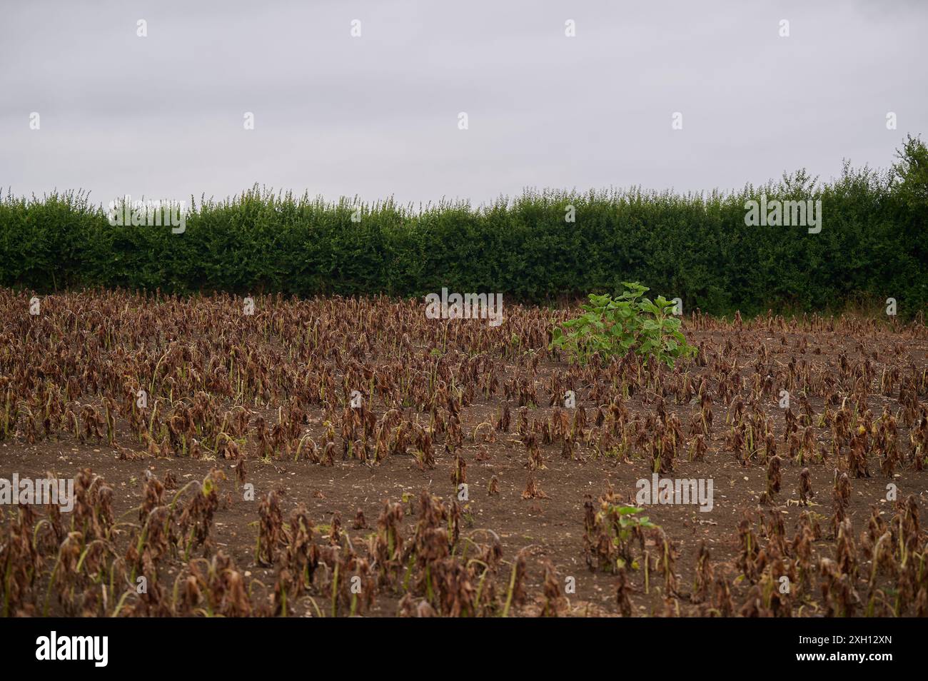 Single green crop in brown arable field with cloud sky and hedgerow ...
