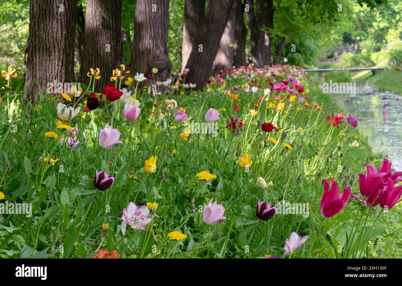 Glade with colorful tulips. River bank with many bright tulips Stock ...