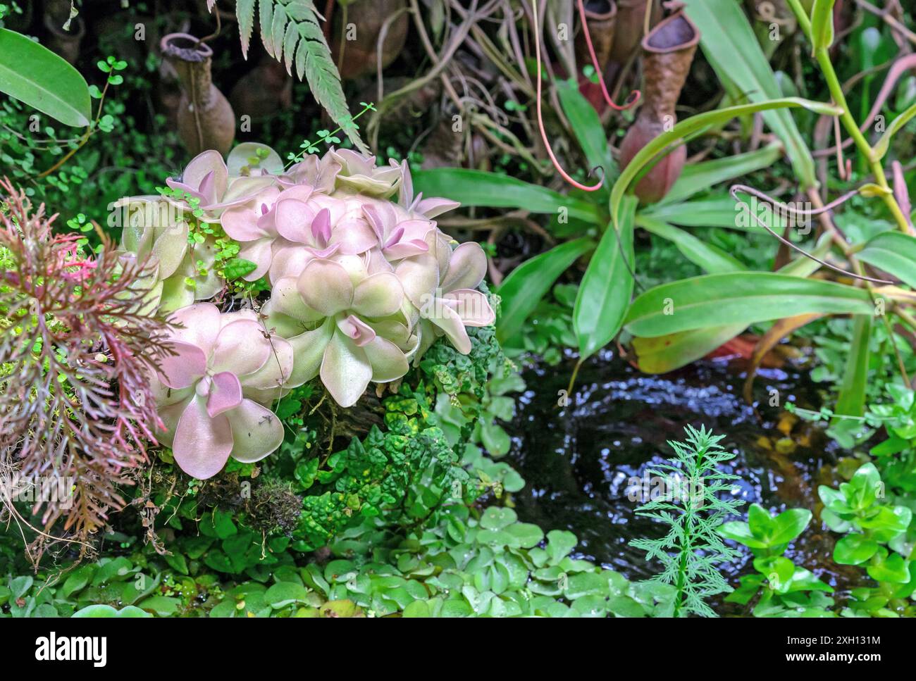 Carnivorous plant Pinguicula moranensis in a tropical greenhouse Stock ...