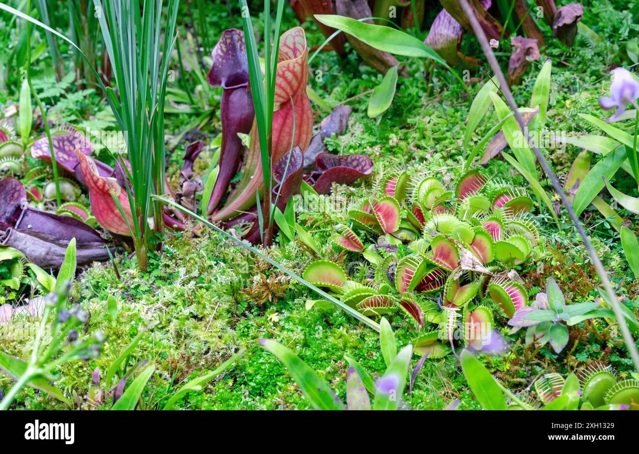 Carnivorous plant Venus flytrap (Dionaea muscipula) in a tropical ...