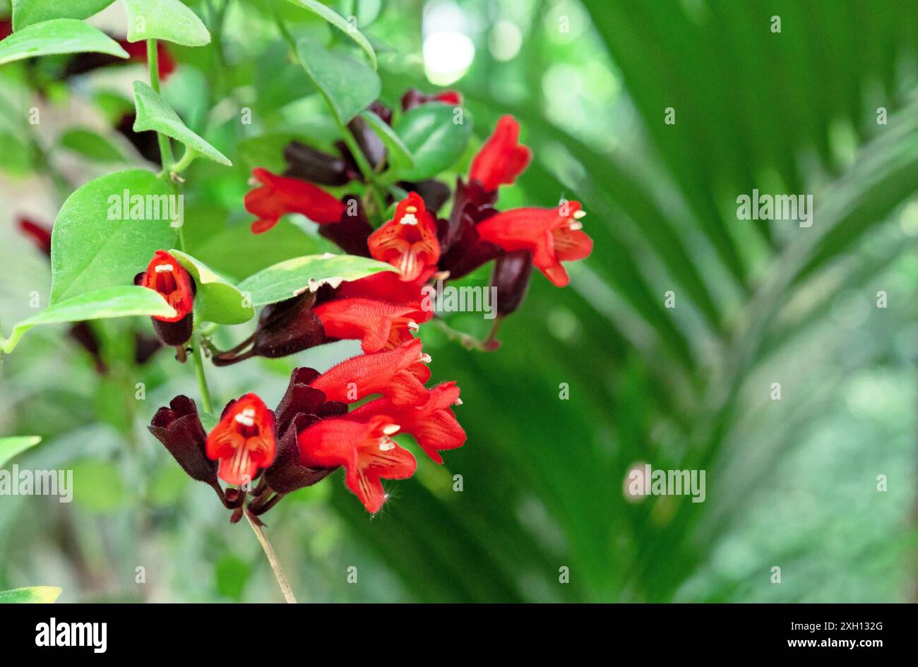 Lipstick plant with red flowers (Aeschynanthus Radicans) in the garden ...