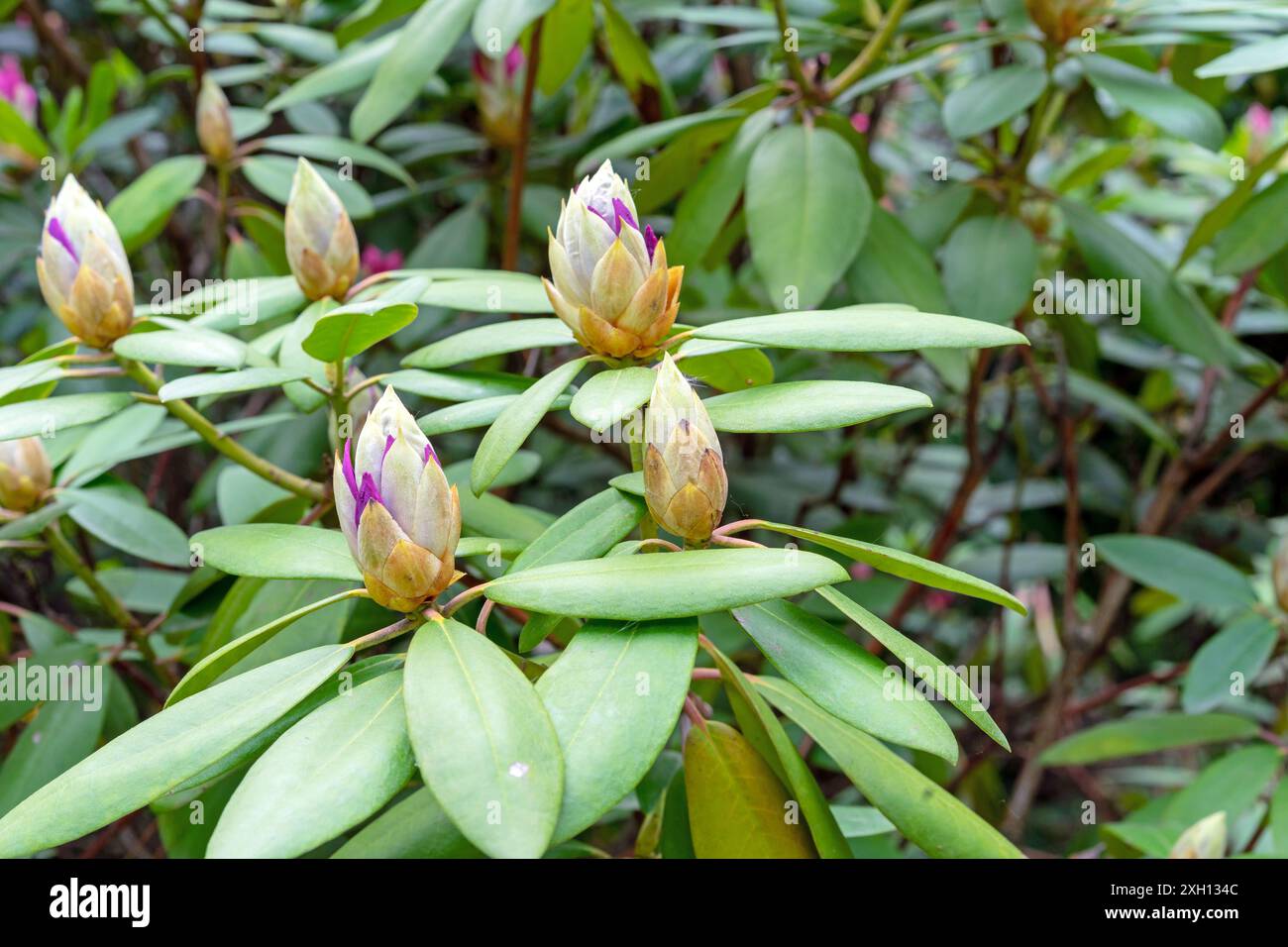 Closed bud of red rhododendron. The beginning of flowering of ...