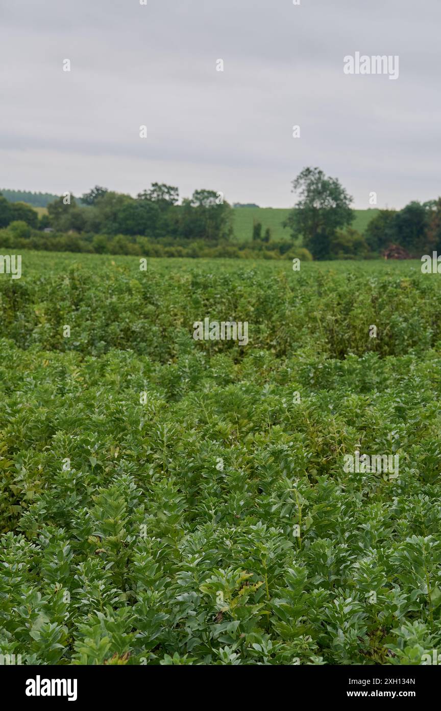 Field green beans crops agriculture hi-res stock photography and images ...