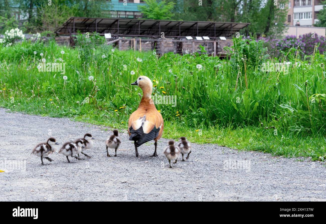 Ogar duck hi-res stock photography and images - Alamy